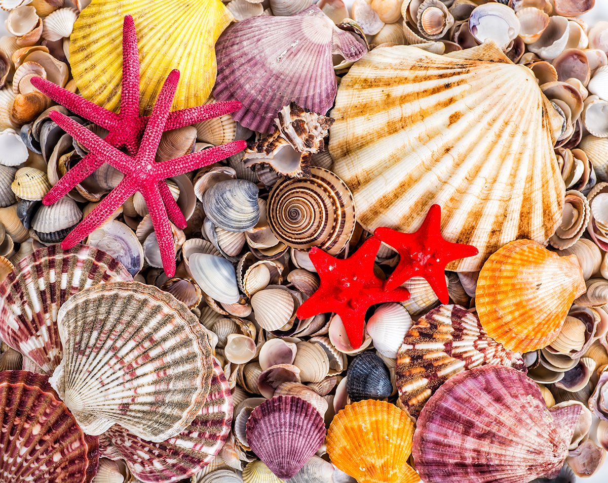 Shell – BlueRica